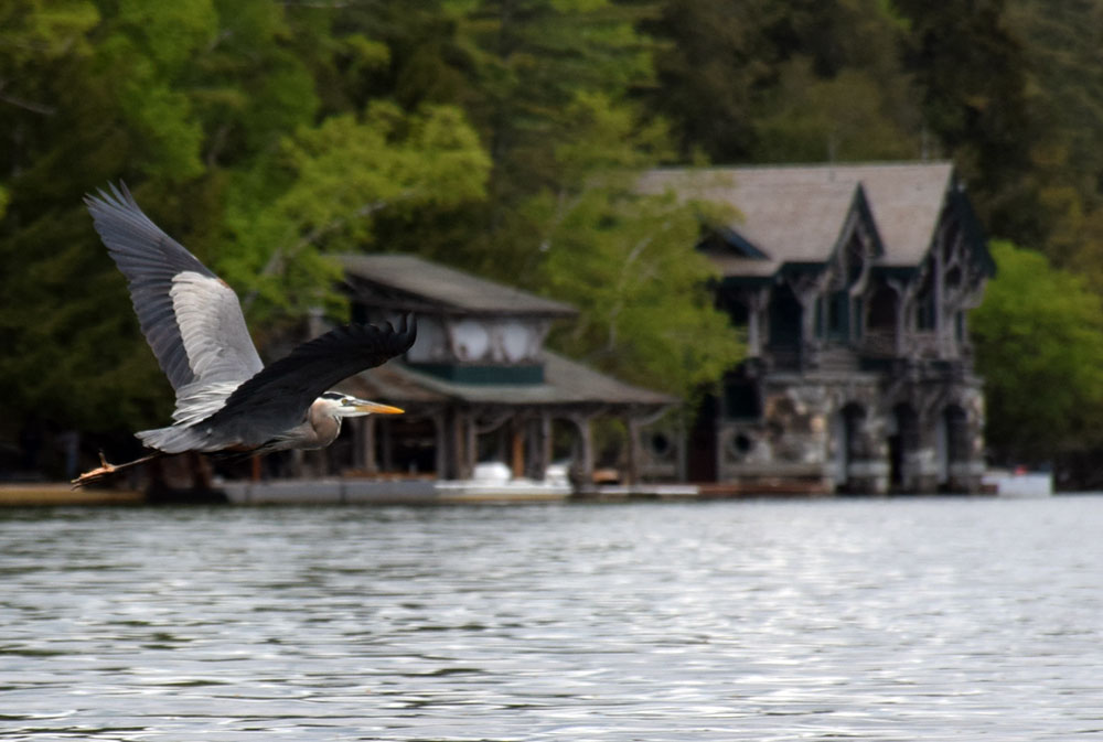 Topridge heron | News, Sports, Jobs - Adirondack Daily Enterprise